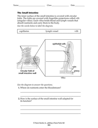 Digestive System Labeling WS | PDF | Medical Health