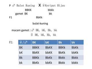 DIHIBRIDA.(MATERI IPA KELAS IX SEMSTER GANJIL)pptx | PPTX