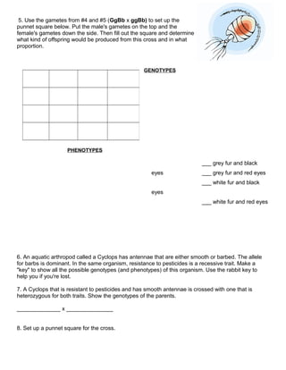 Dihybrid cross WS | DOC
