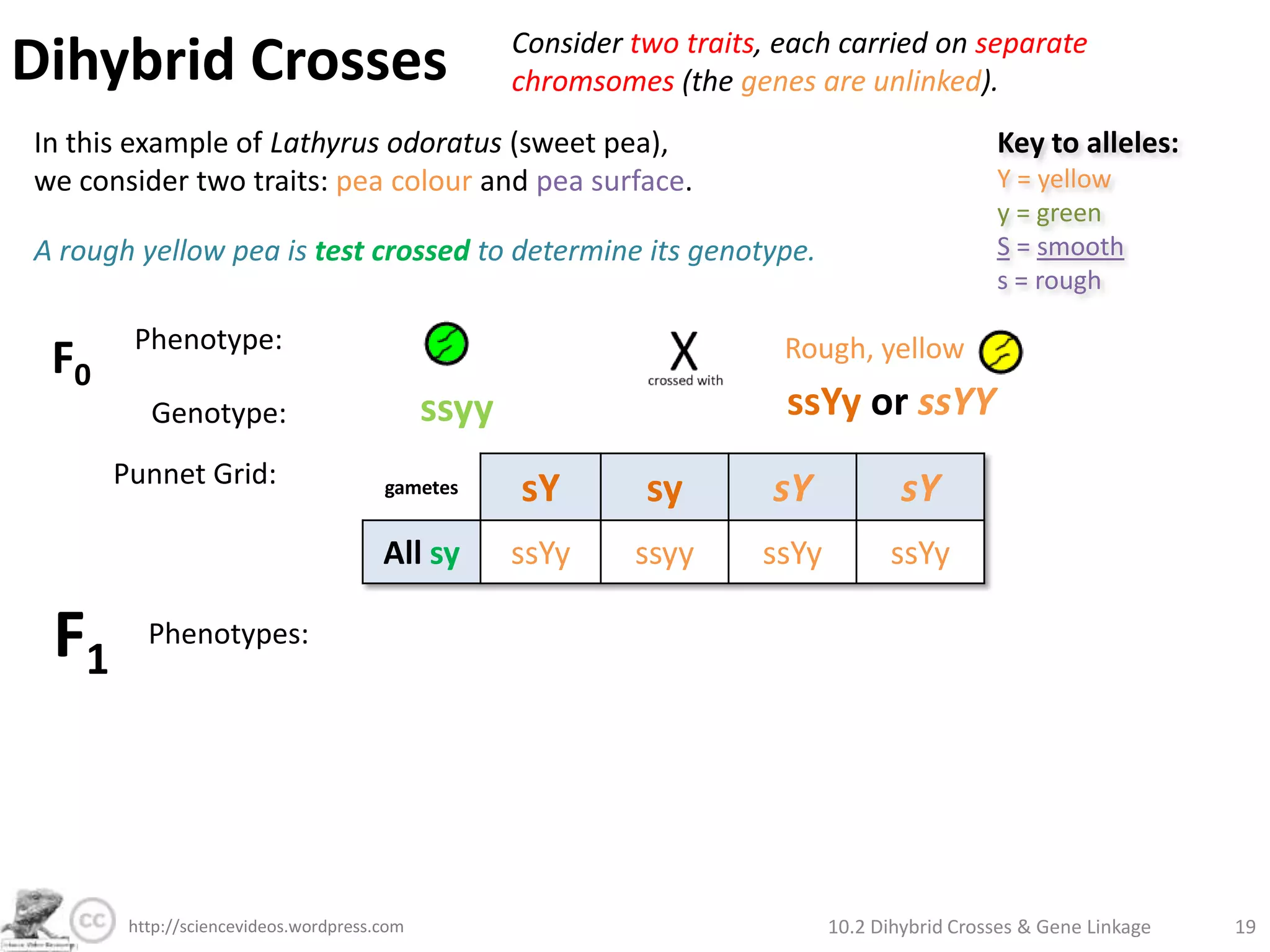 Dihybrid Crosses, Gene Linkage and Recombination | PPTX