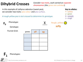 Dihybrid Crosses, Gene Linkage and Recombination | PPTX