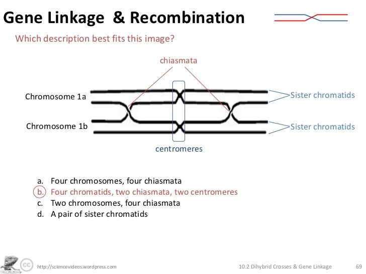 Genetic Linkage And Recombination
