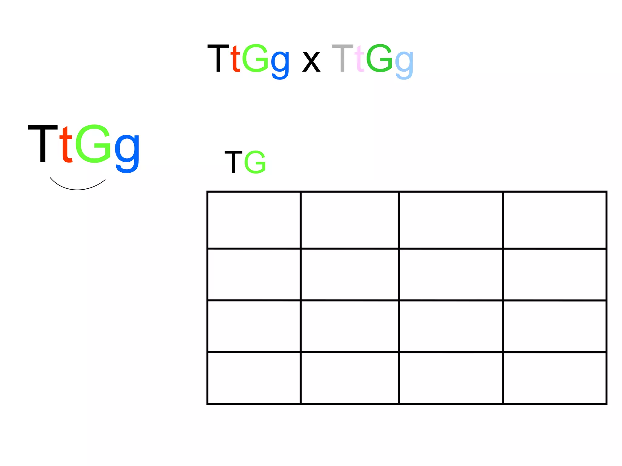 dihybrid_cross.ppt