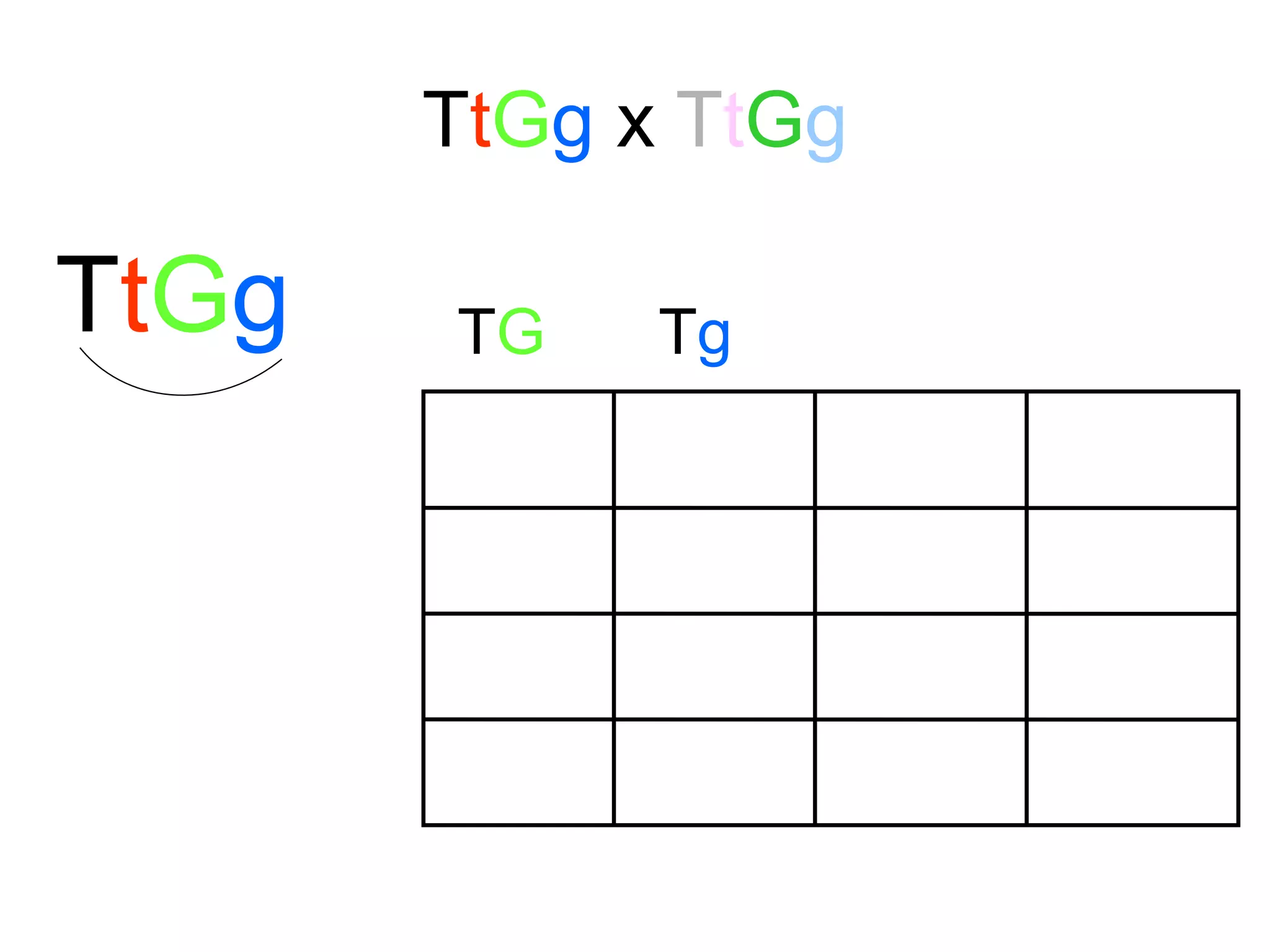 dihybrid_cross.ppt