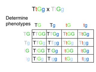 dihybrid_cross.ppt
