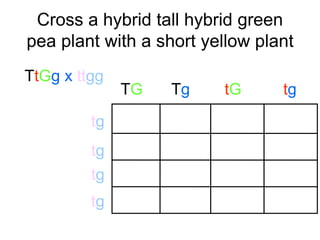 dihybrid_cross.ppt