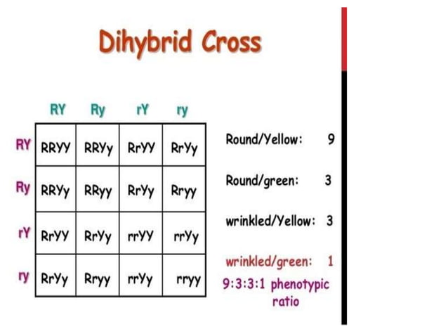 Dihybrid cross, Chromosomal; theory of inheritence, linkage and ...