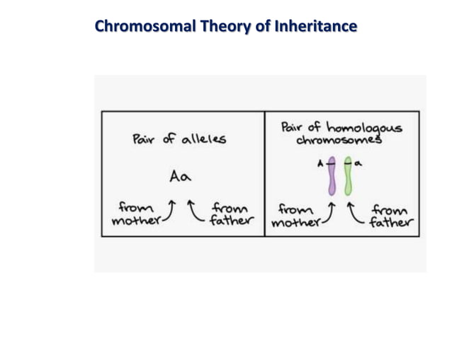 Dihybrid cross, Chromosomal; theory of inheritence, linkage and ...