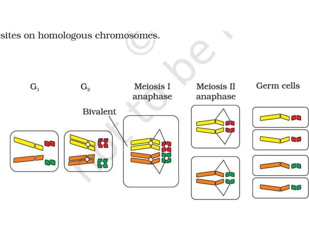 Dihybrid cross, Chromosomal; theory of inheritence, linkage and ...