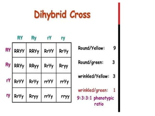 Dihybrid Cross