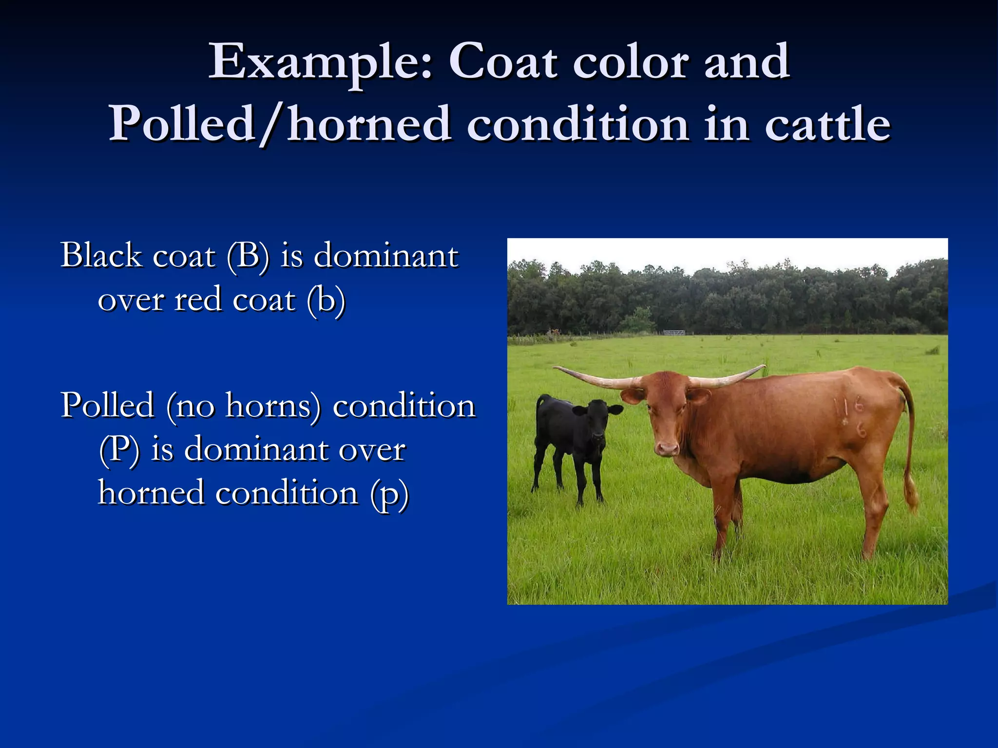 Dihybrid Cross Complete Dominance | PPT