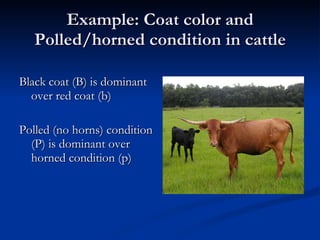 Dihybrid Cross Complete Dominance | PPT