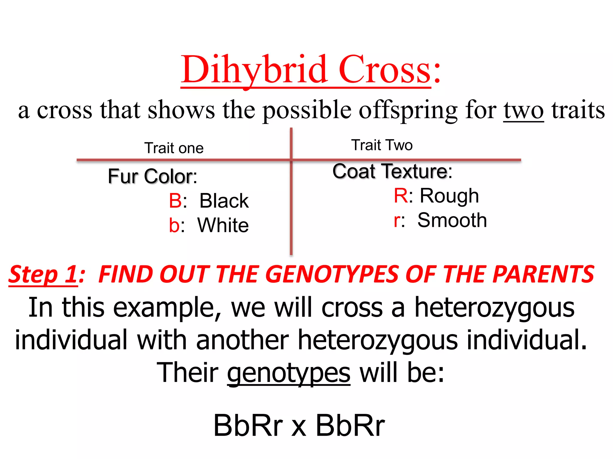 Dihybrid Crosses 2019.ppt
