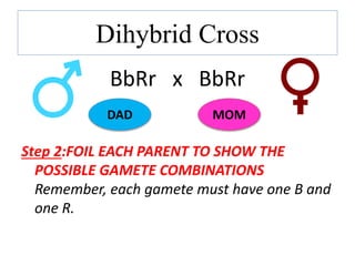 Dihybrid Crosses 2019.ppt
