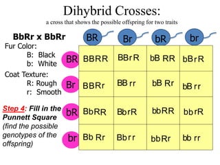 Dihybrid Crosses 2019.ppt