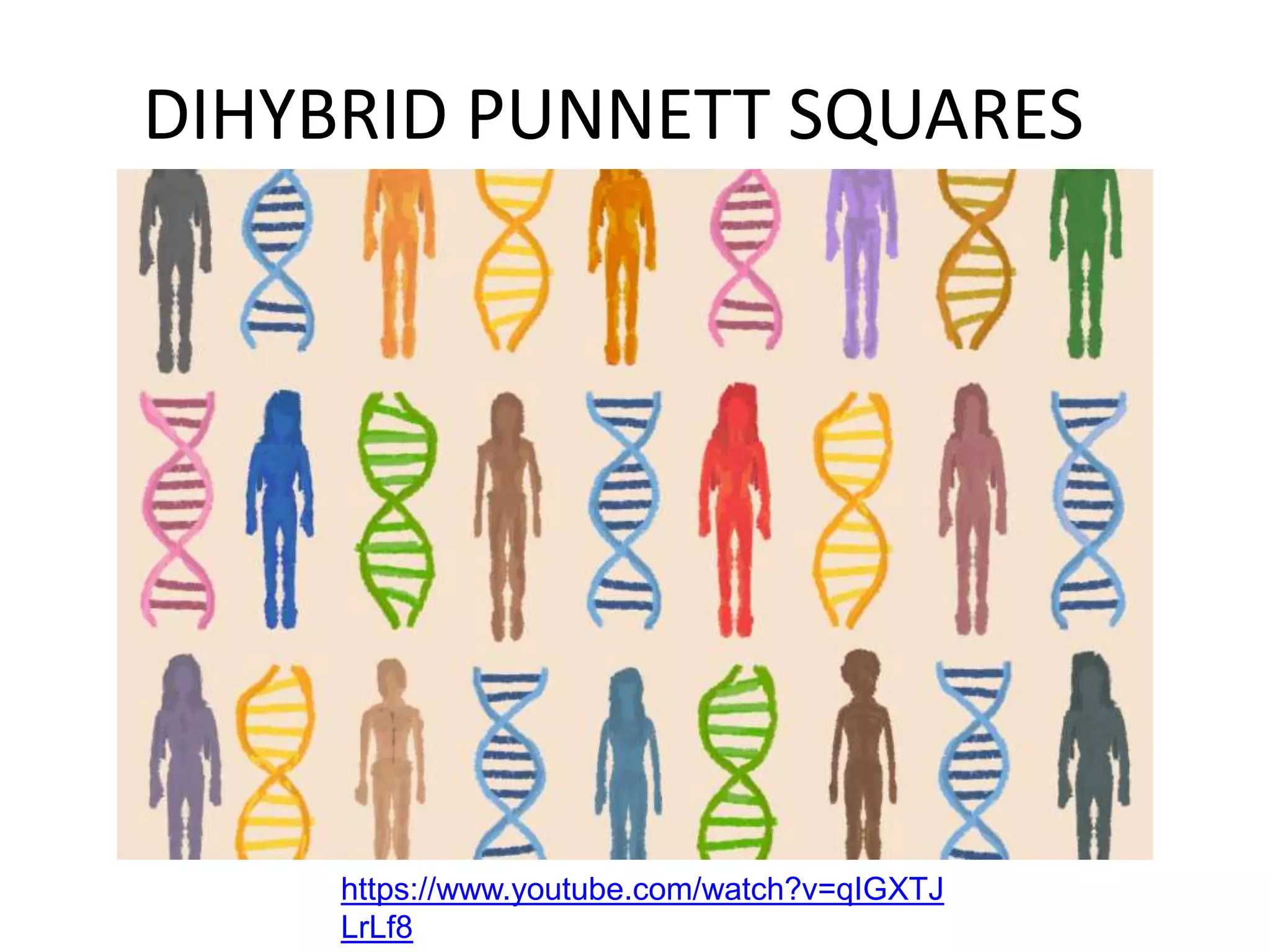 Dihybrid Crosses 2019.ppt