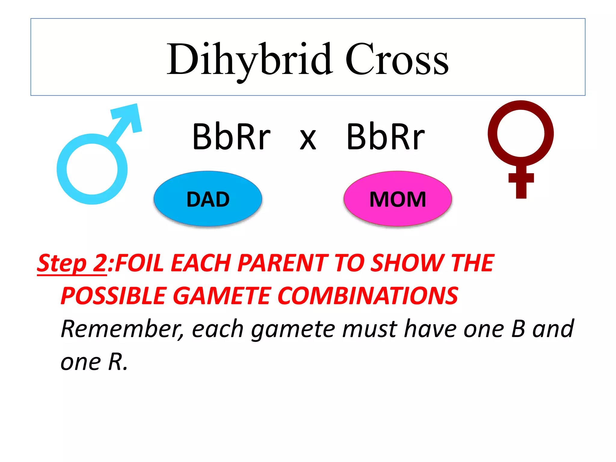 Dihybrid Crosses 2019.ppt