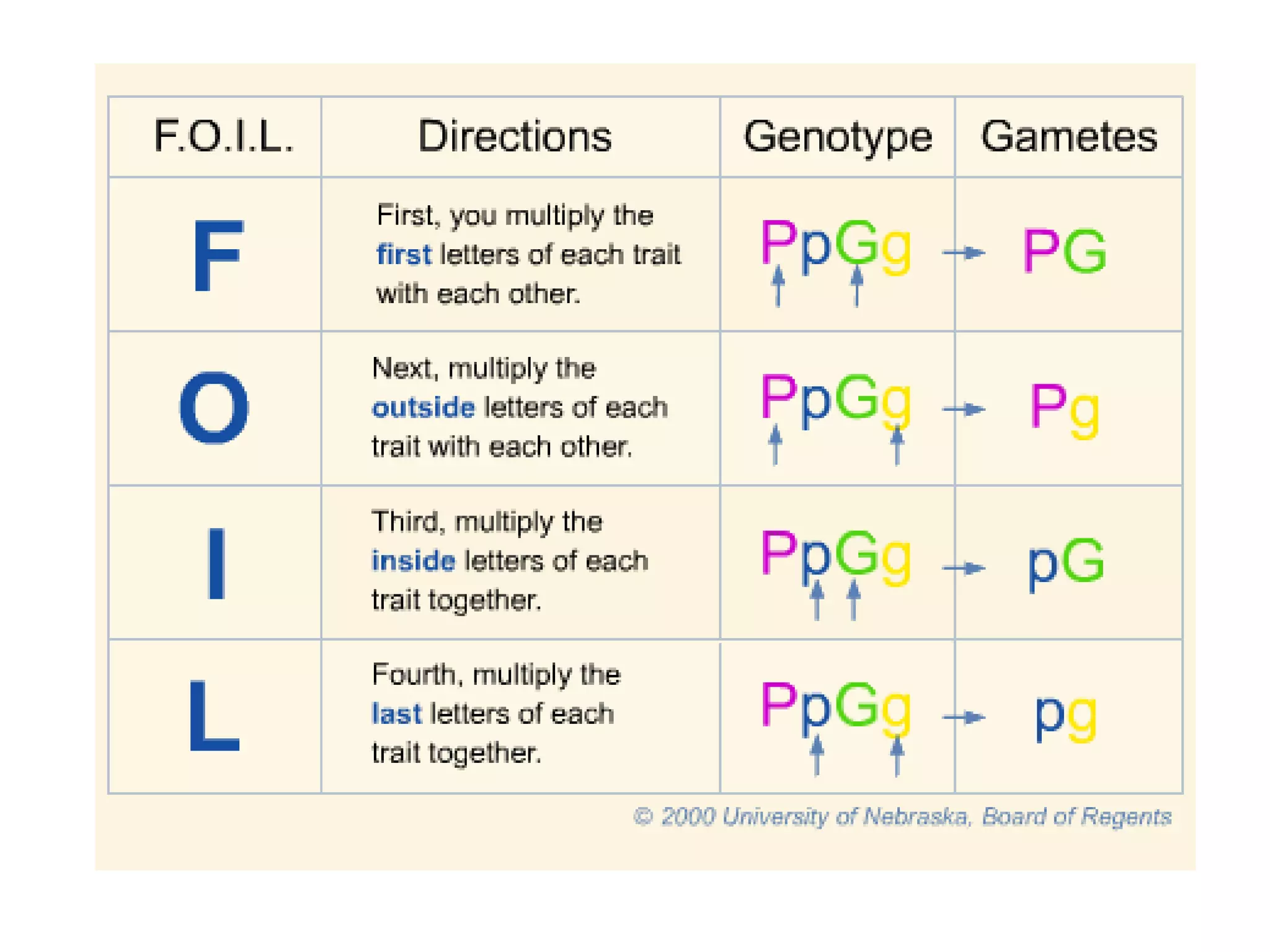 Dihybrid Crosses 2019.ppt