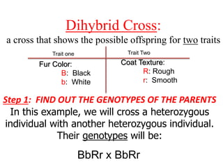 Dihybrid Crosses 2019.ppt