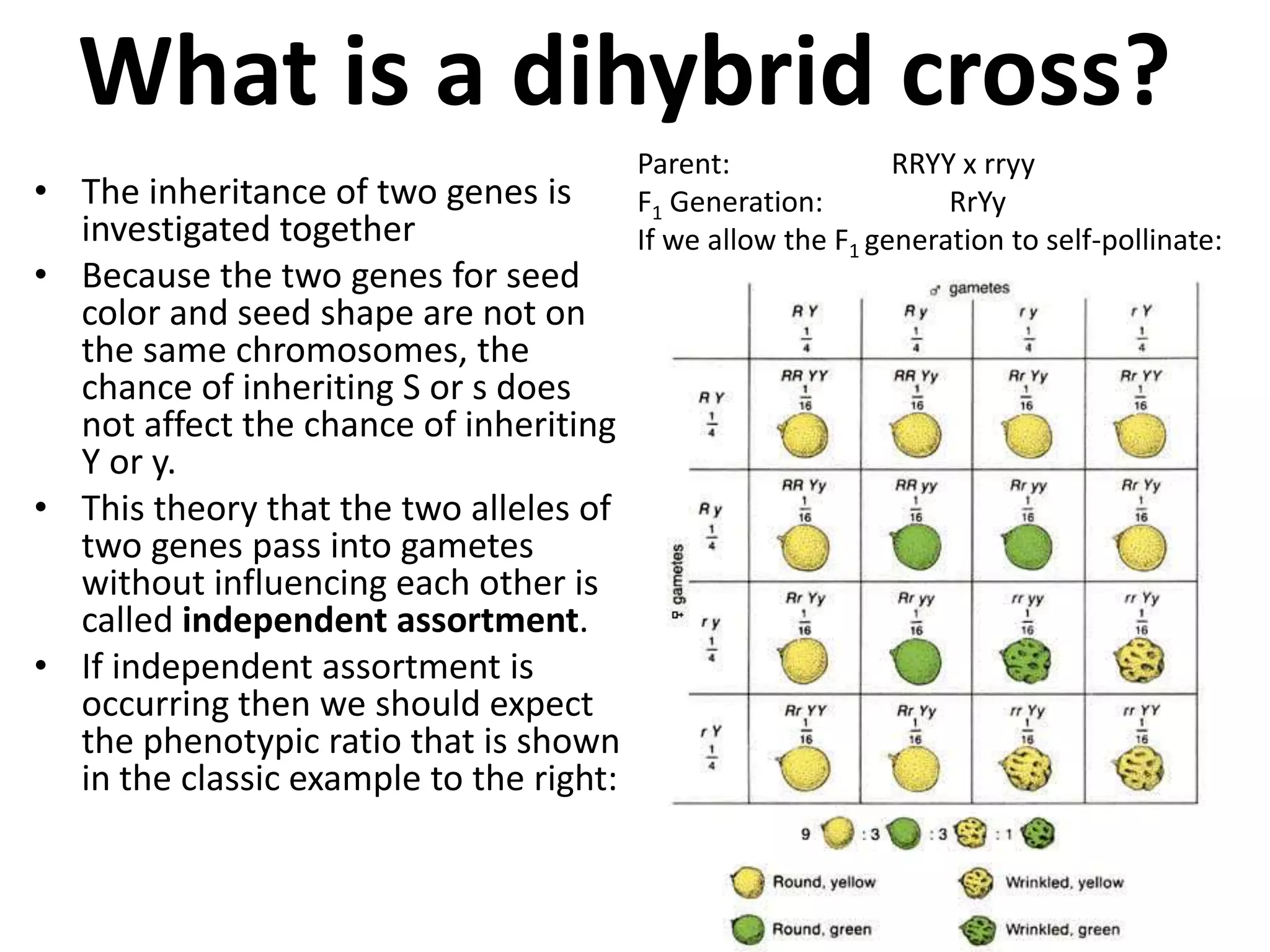 Dihybrid crosses and gene linkage | PPTX