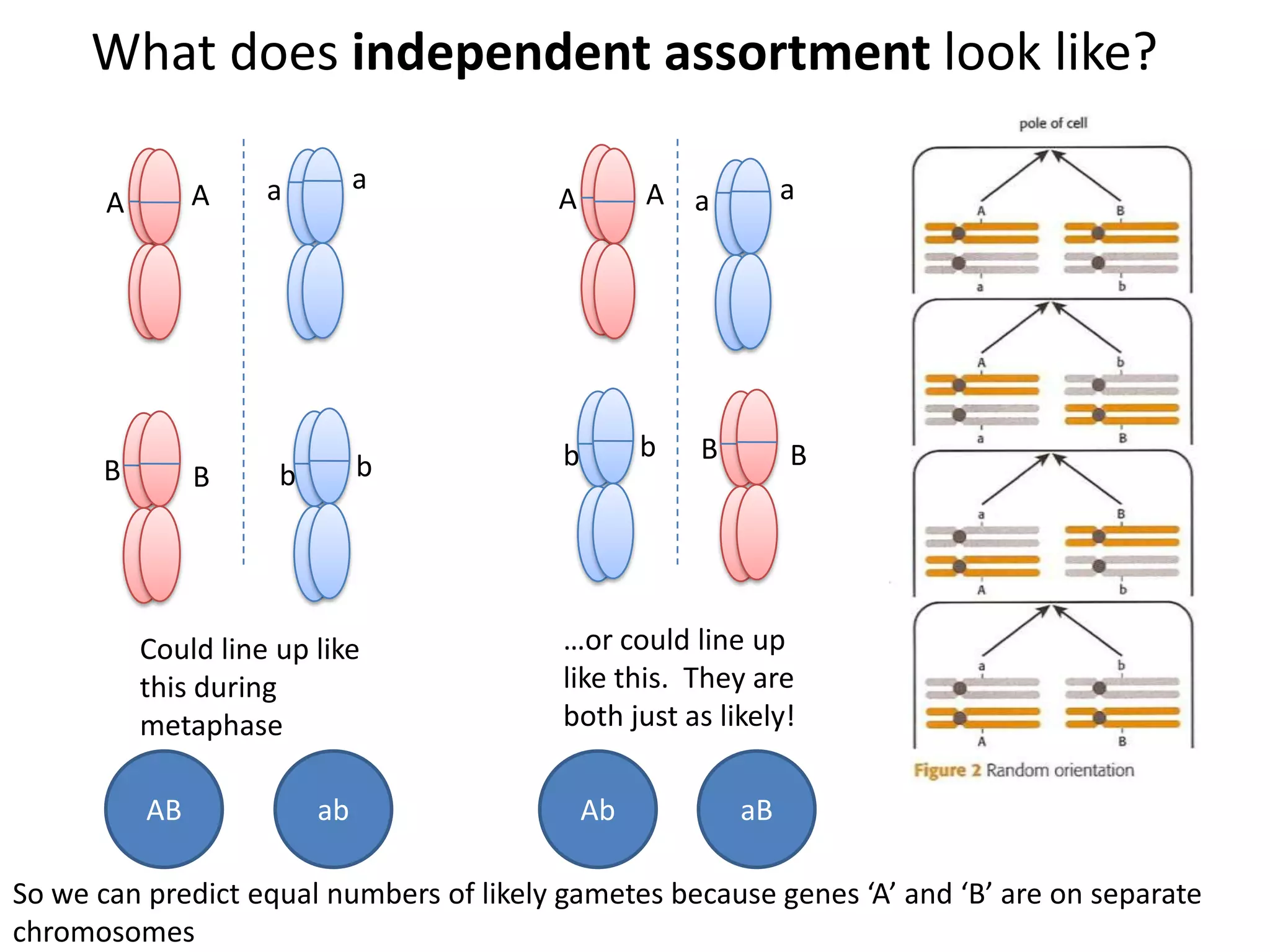 Dihybrid crosses and gene linkage | PPTX
