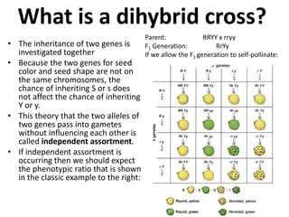 Dihybrid crosses and gene linkage | PPTX