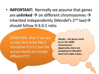 Dihybrid crosses and gene linkage | PPTX