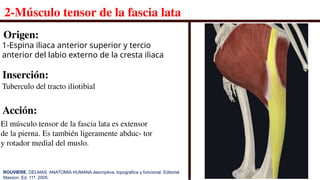 FASCIA Y MIEMBRO INFERIOR (PRIMERA).pptx