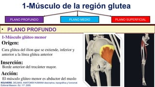 FASCIA Y MIEMBRO INFERIOR (PRIMERA).pptx