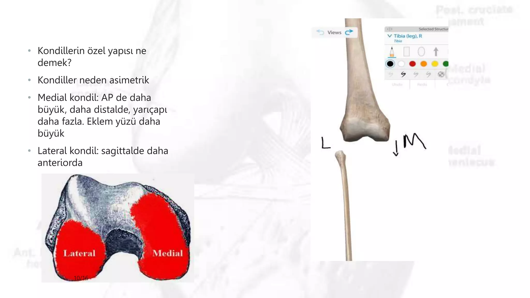 Diz biomekaniği ve anatomisi.pptx