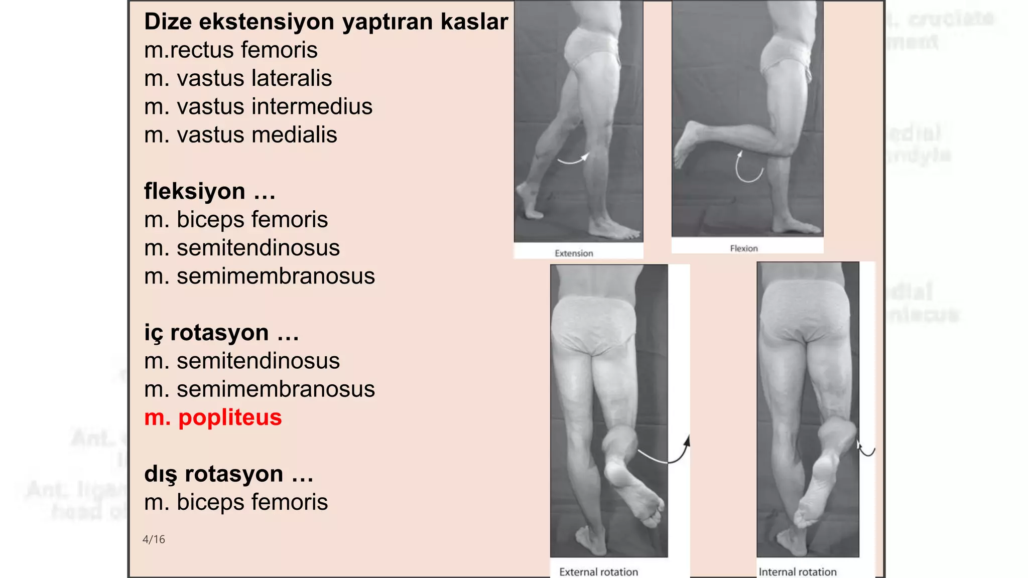 Diz biomekaniği ve anatomisi.pptx