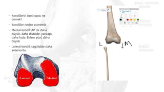 Diz biomekaniği ve anatomisi.pptx