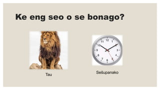 Maina le mehuta ya maina (Nouns and types of nouns) | PPTX