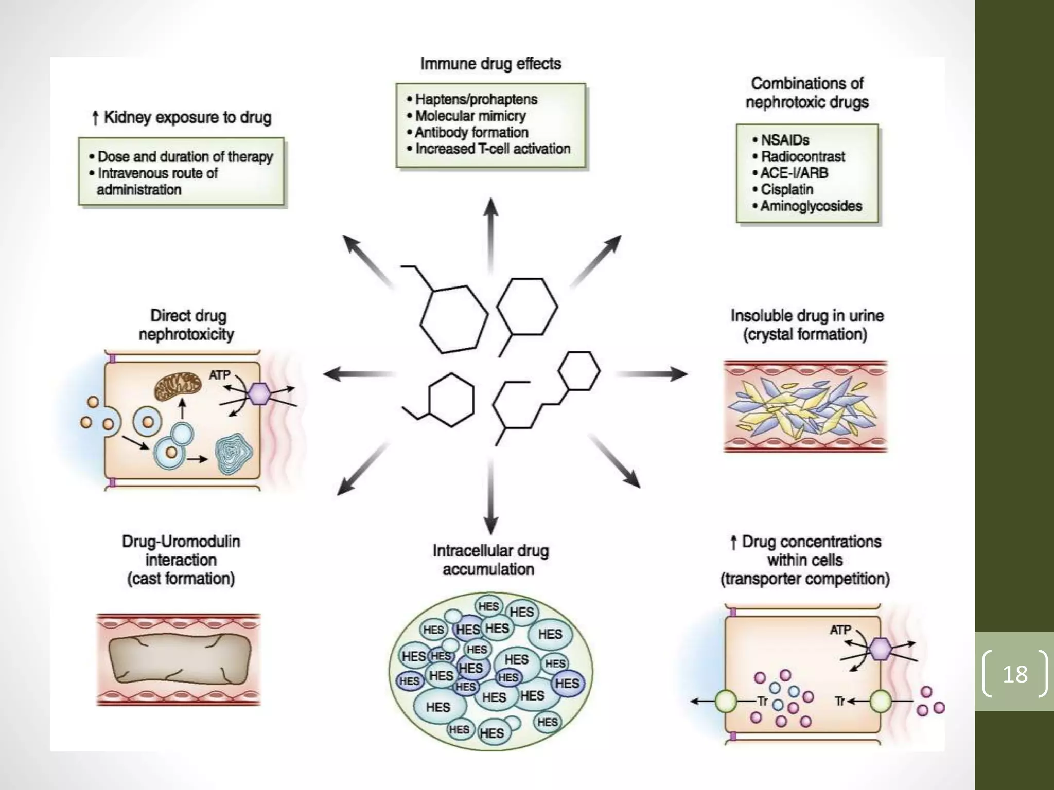 Drug induced kidney disease | PPTX