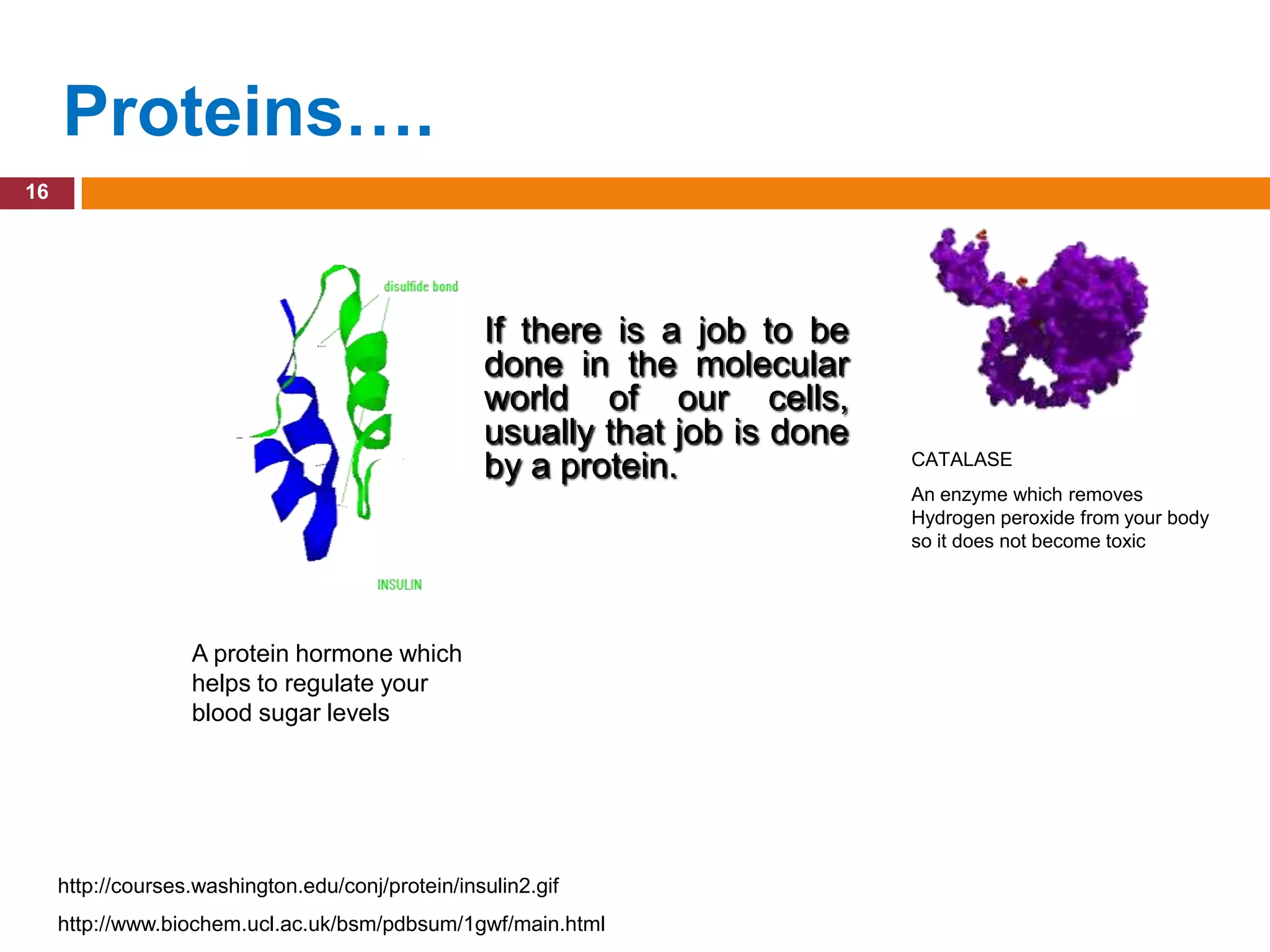 protein sturcture prediction and molecular modelling | PPT