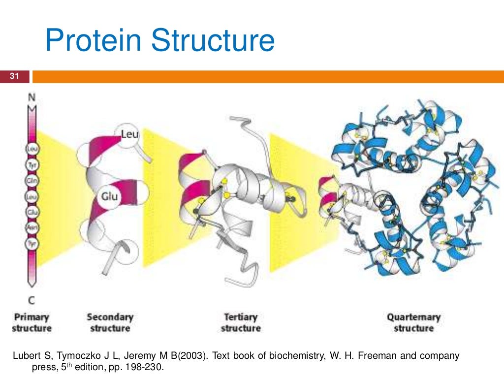 Protein Sturcture Prediction And Molecular Modelling