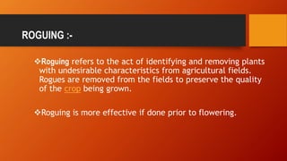 bitter gourd seed production technology , cucurbita. | PPTX