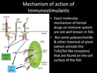 Impact of medicinal herbs on immune system | PPTX