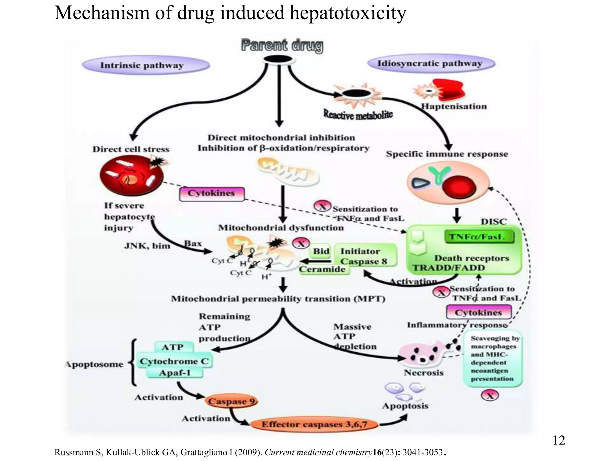 Drug induced hepatotoxicity and its regulatory implications | PPTX ...