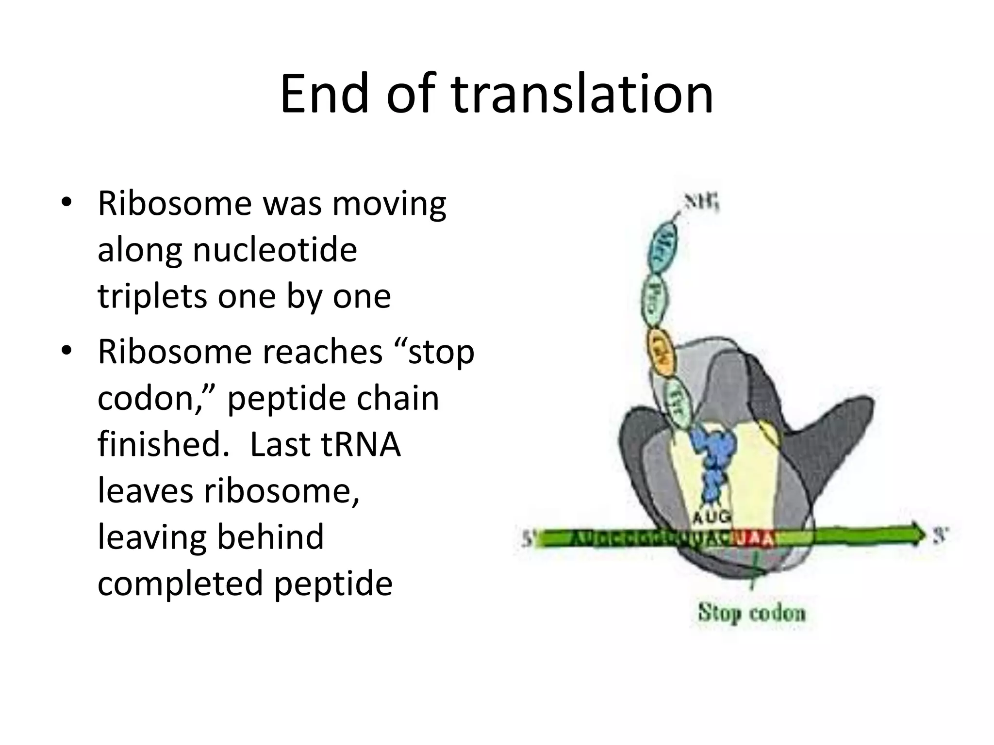 ribosomes | PPTX