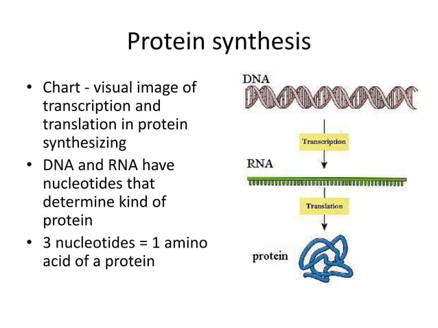 ribosomes | PPTX | Biological Sciences | Science