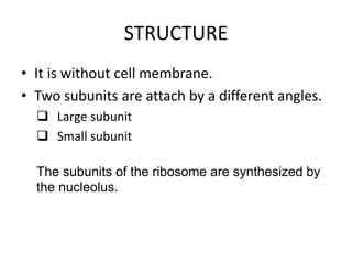 ribosomes | PPTX