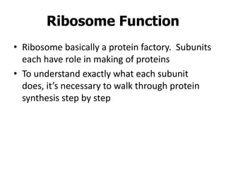 Animal Cell Ribosomes Function