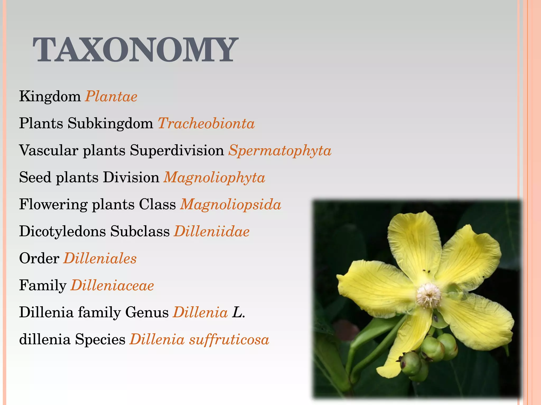 Dillenia Suffruticosa | PPT