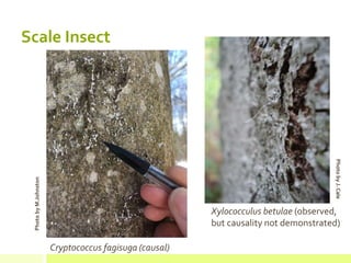 HB 2018-Who's who in beech bark disease | PPT