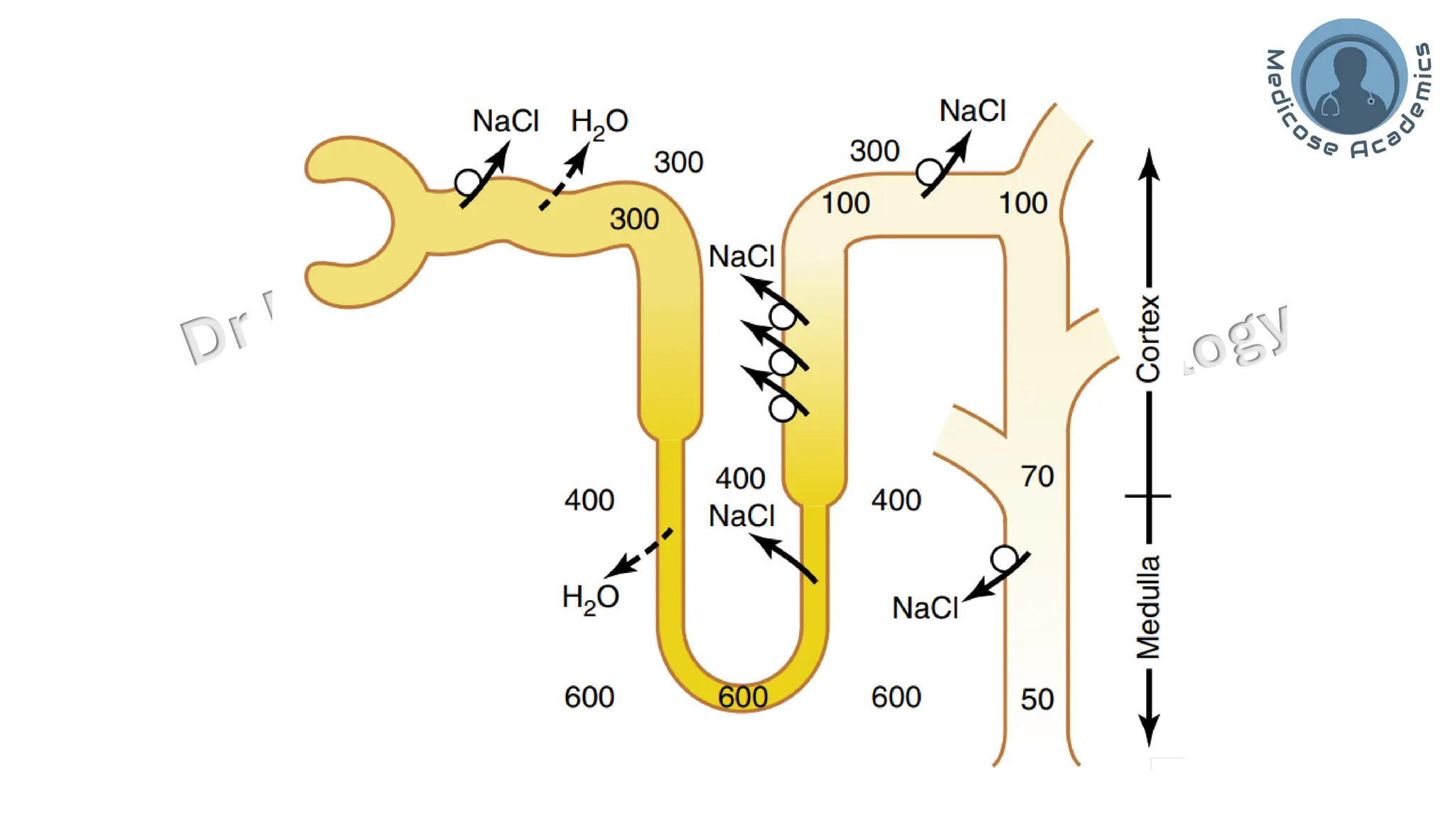 Mechanism of Dilute Urine formation by Kidneys | PDF