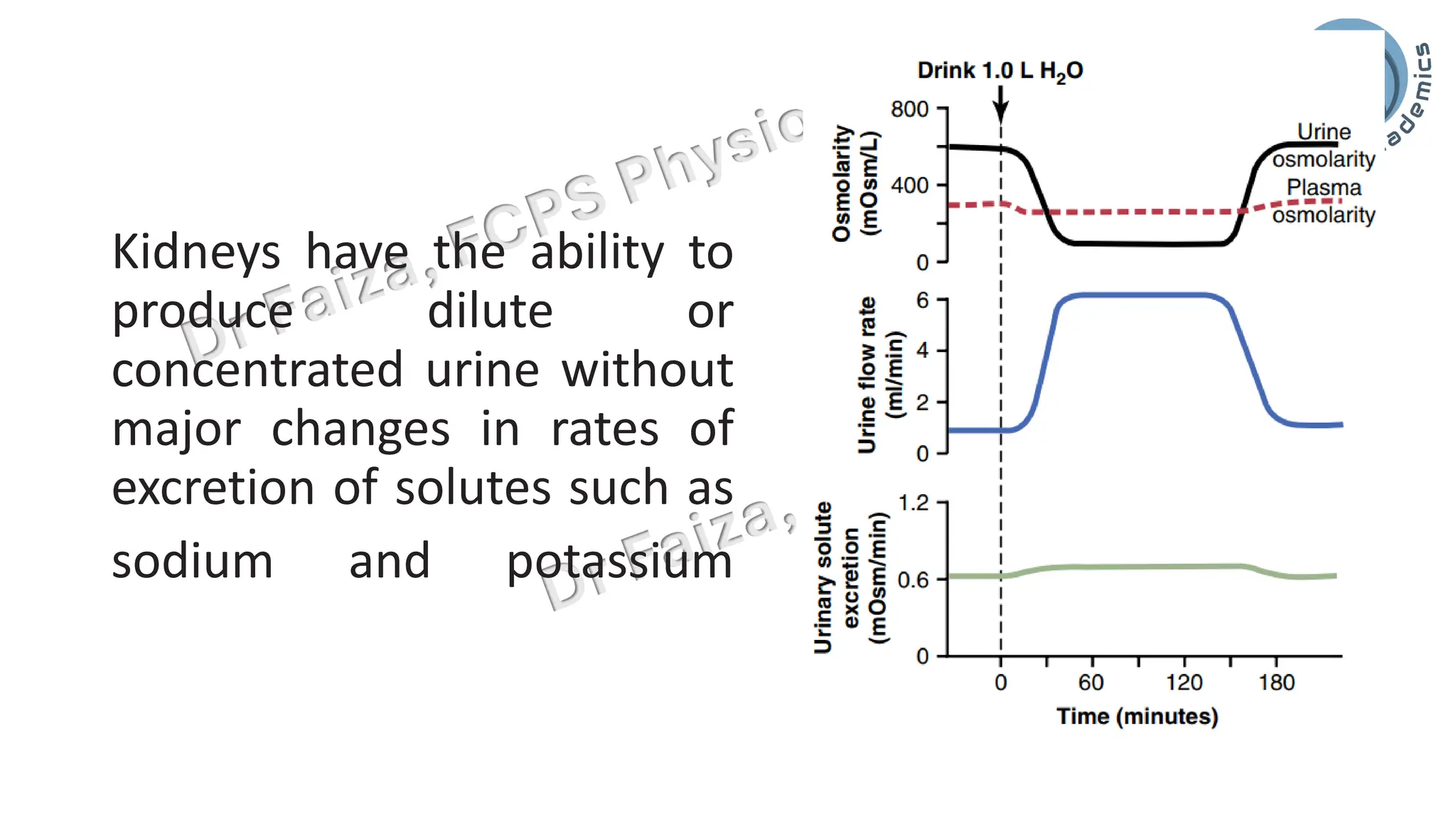 Mechanism of Dilute Urine formation by Kidneys | PDF