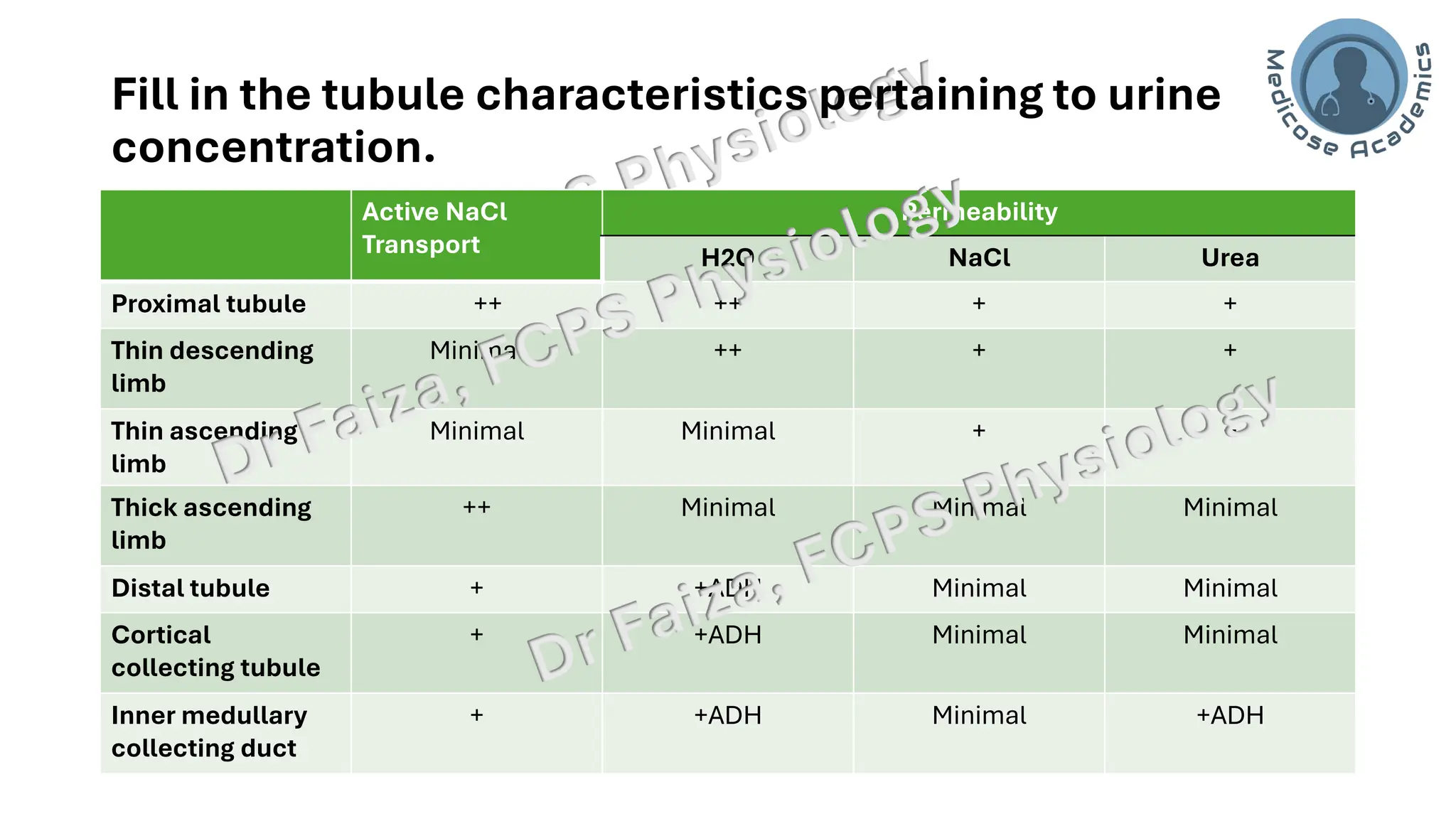 Mechanism of Dilute Urine formation by Kidneys | PDF