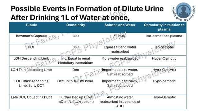 Mechanism of Dilute Urine formation by Kidneys | PDF