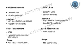 Mechanism of Dilute Urine formation by Kidneys | PDF